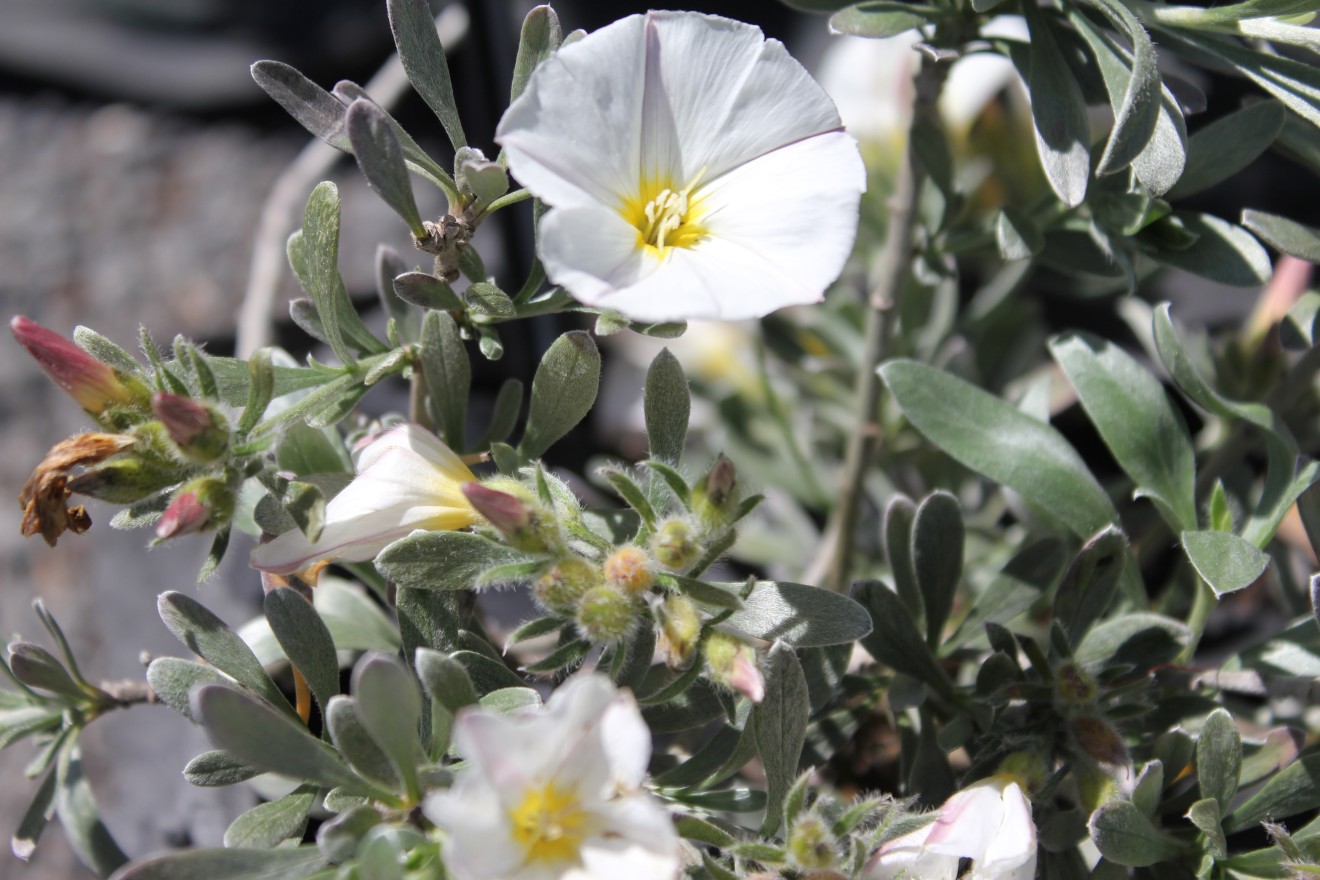 Convolvulus Cneorum Blanc