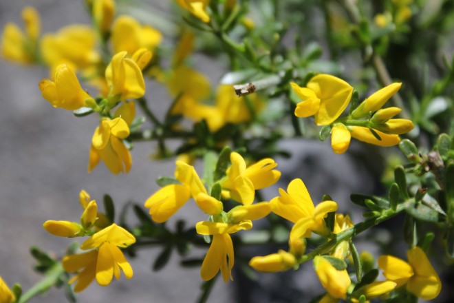 Genista "Lydia"