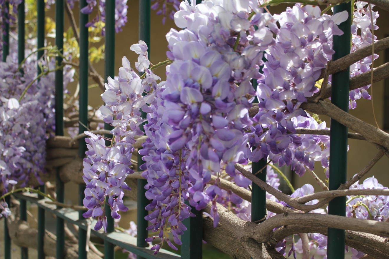 Glycine