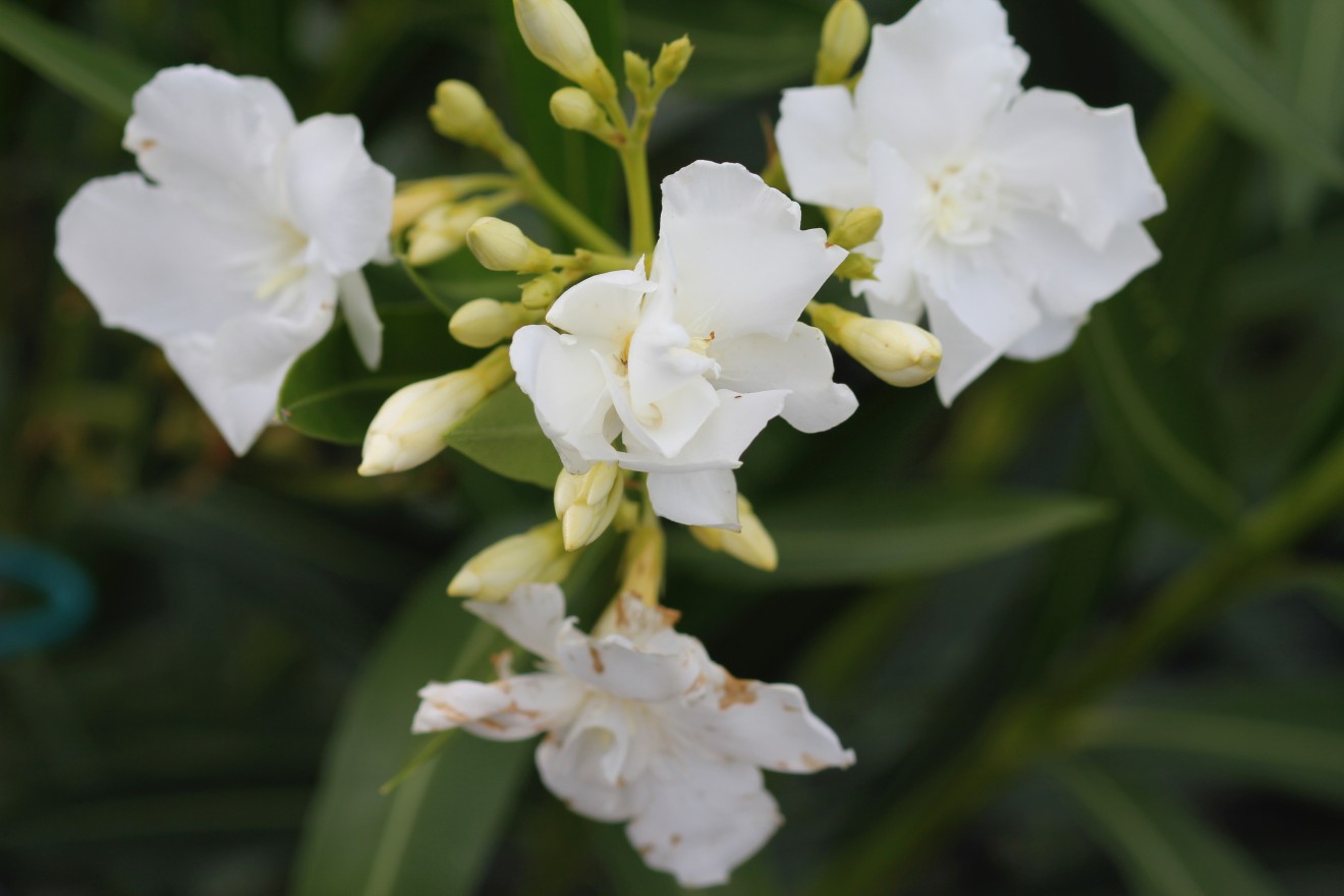 Nérium Oleander "Mont Blanc"
