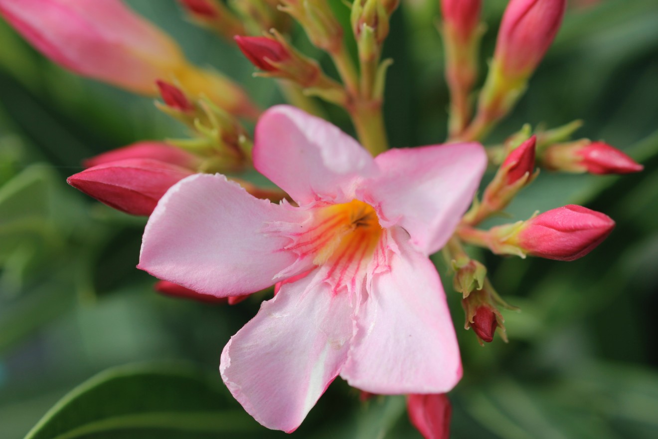 Nerium oleander Nana Rosso