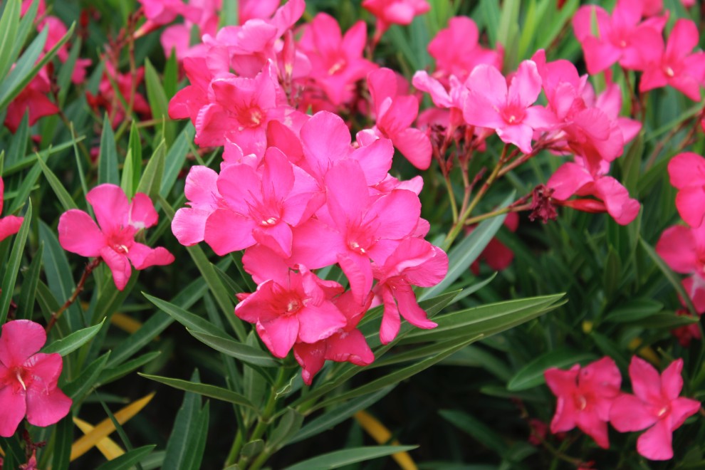 Nérium Oleander