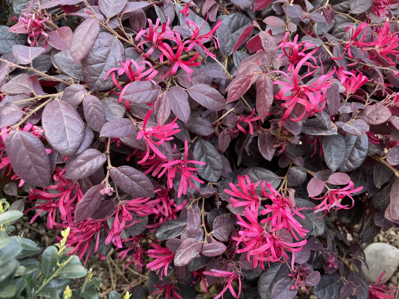 loropetallum Piper's Fire