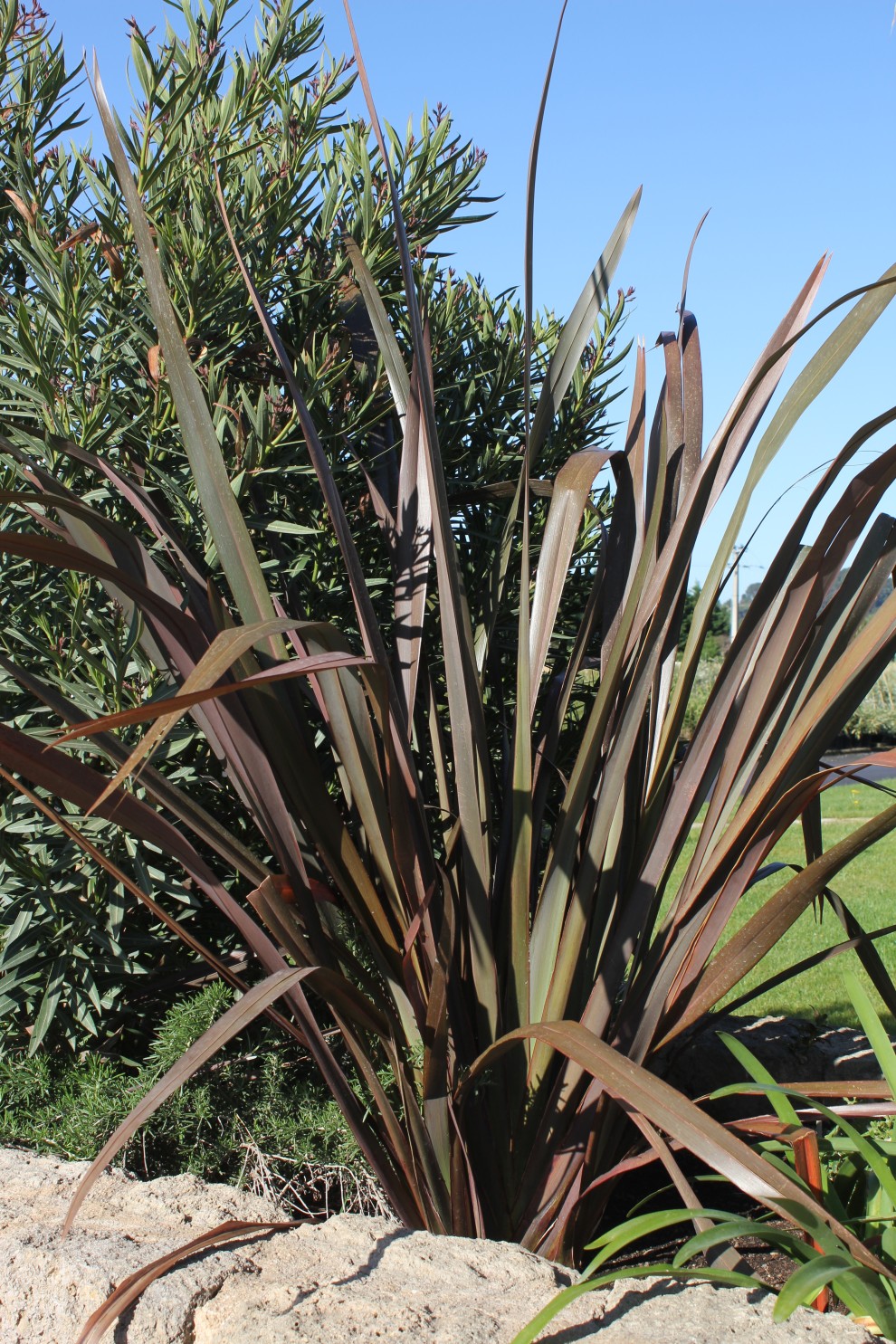 Phormium Atropurpurea