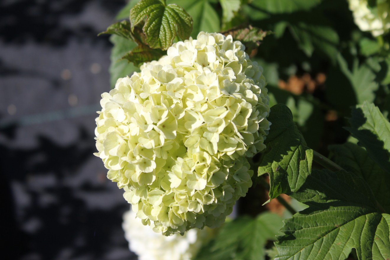 Viburnum opulus roseum